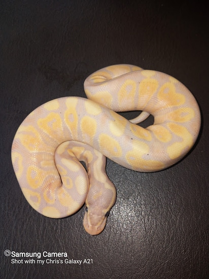Coral Glow Ball Python by BCMA Reptiles