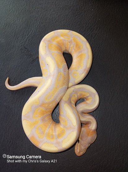 Coral Glow Fire Yellow Belly Ball Python by BCMA Reptiles