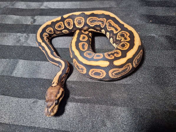 Black Pastel Arroyo Ball Python by BCMA Reptiles - MorphMarket