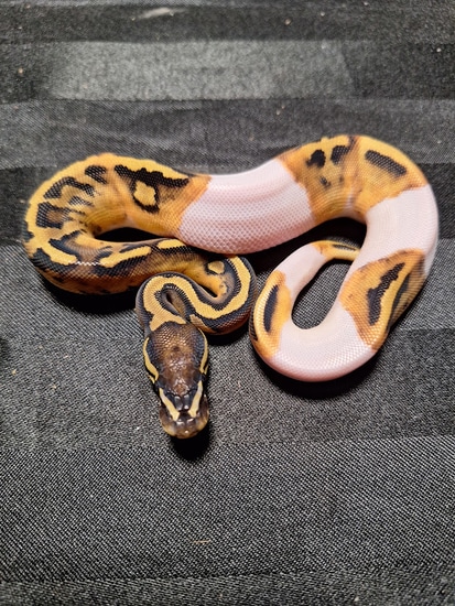 Pie Bald, Het Vpi Axanthic Ball Python by BCMA Reptiles