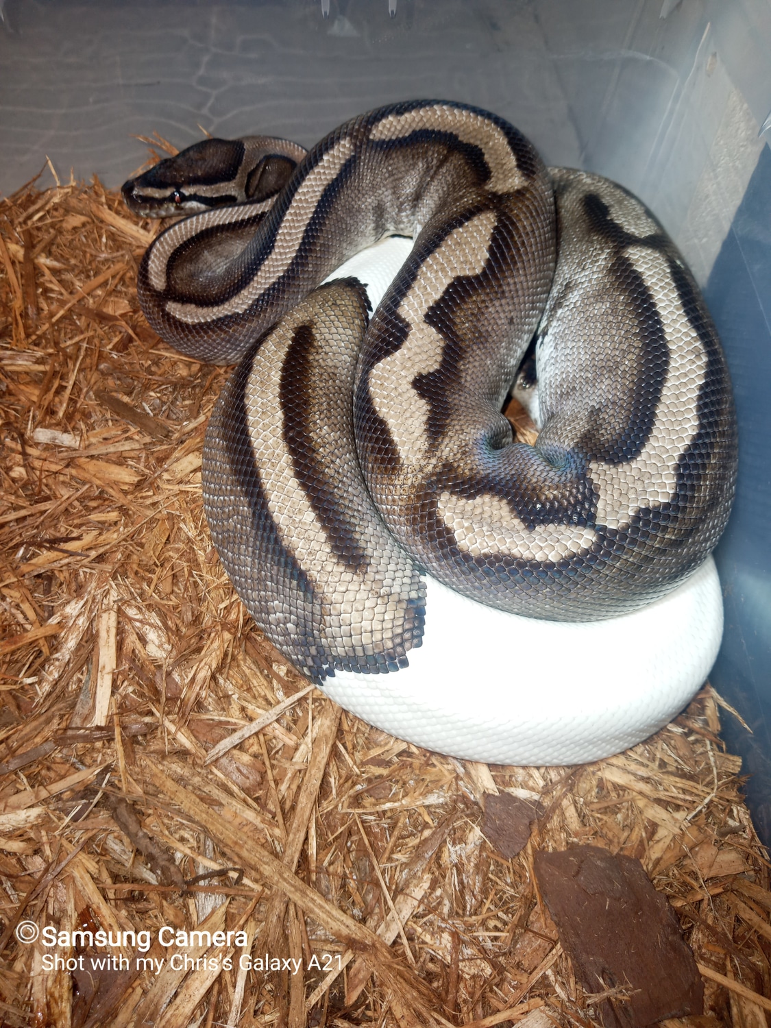 Lightning Pied Ball Python by BCMA Reptiles - MorphMarket