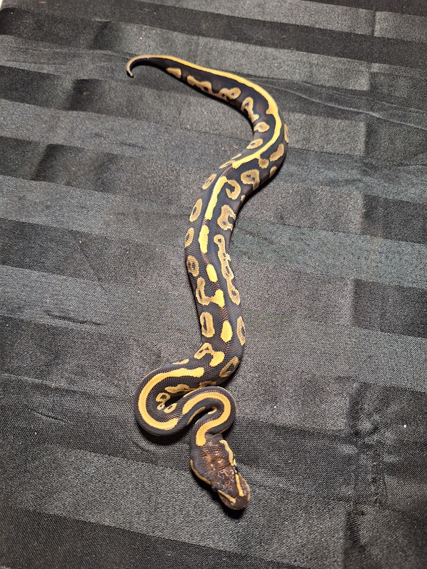 Bright Clean Leopard Mojave Ball Python by BCMA Reptiles - MorphMarket