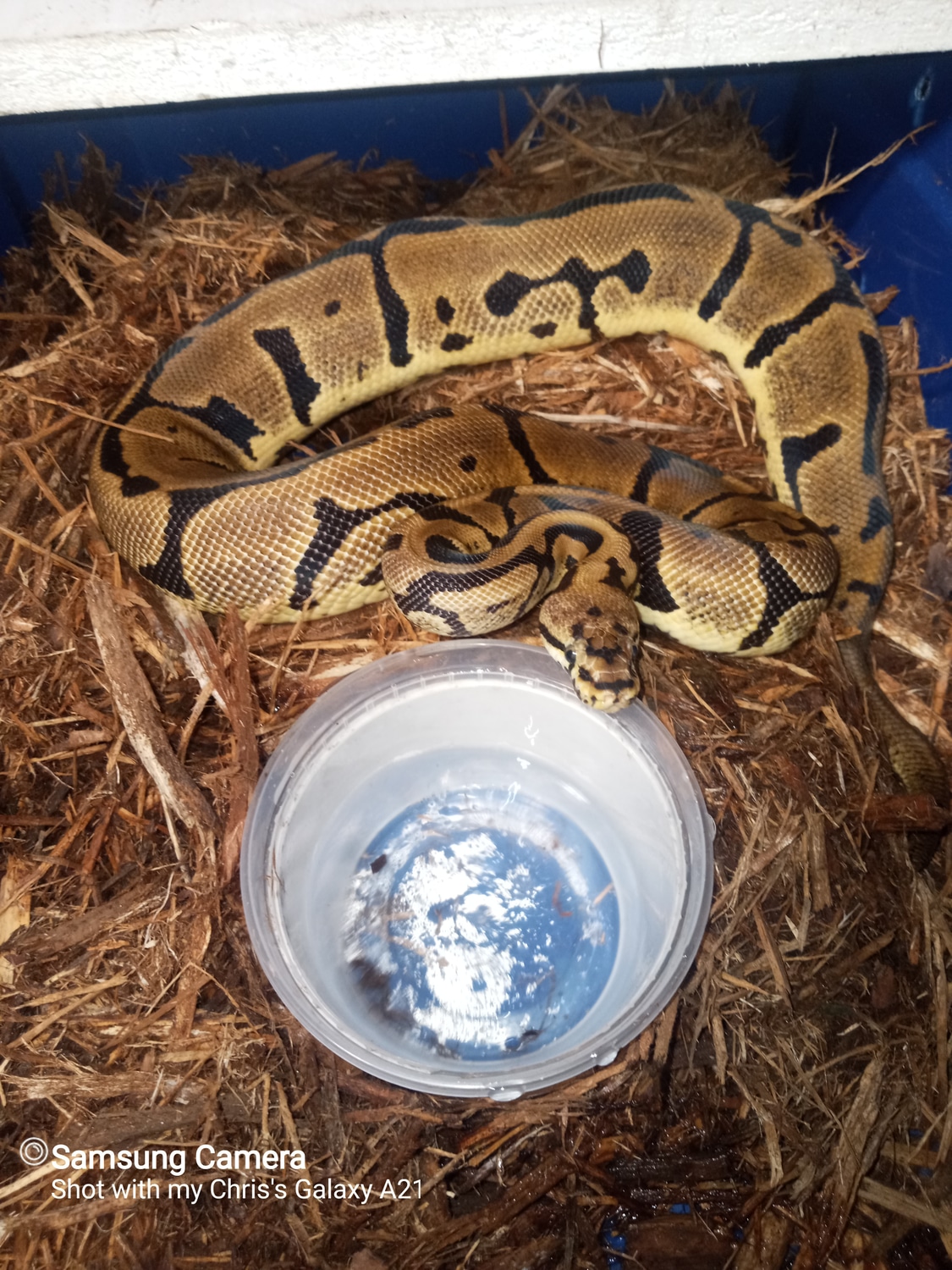 Kinova Produced, Spotnose, Confusion, Het Clown Ball Python by BCMA Reptiles - MorphMarket