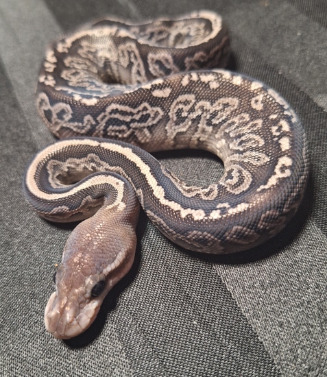 Very "Special, Onyx" Ball Python by BCMA Reptiles