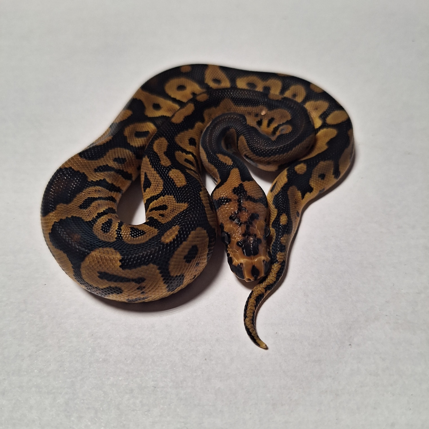 Confusion Clown Ball Python by BCMA Reptiles - MorphMarket