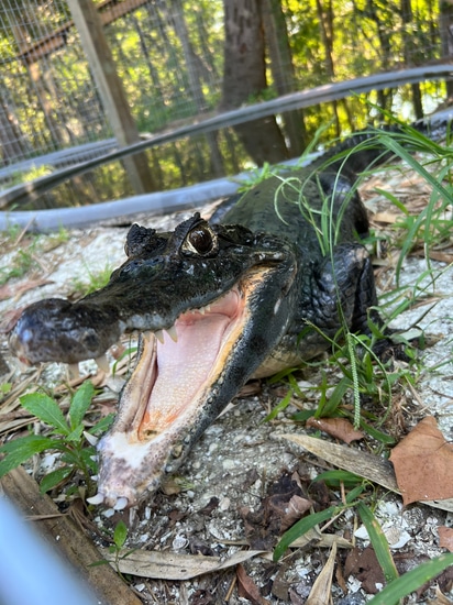 Spectacled Caiman by Andrew’s WildFL