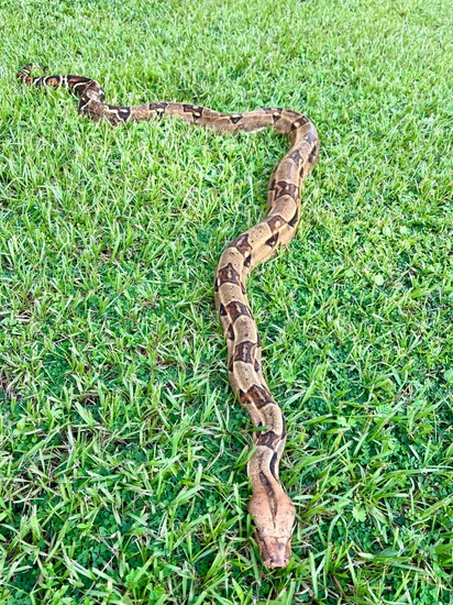 Pastel BCI Tame Boa Constrictor by Andrew’s WildFL