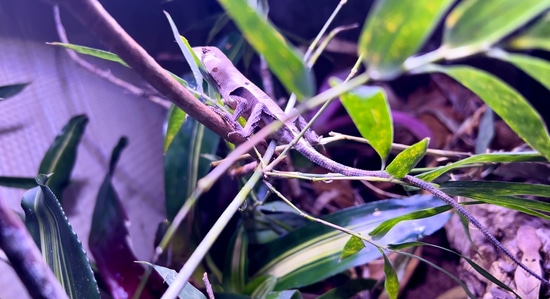 Peruvian Dead-Leaf Lizards More Lizard by Andrew’s WildFL