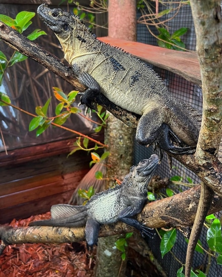 Pair Of Sailfin Lizards Sailfin Dragon by Andrew’s WildFL