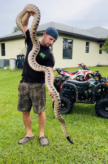 Huge Black-Headed Python by Andrew’s WildFL