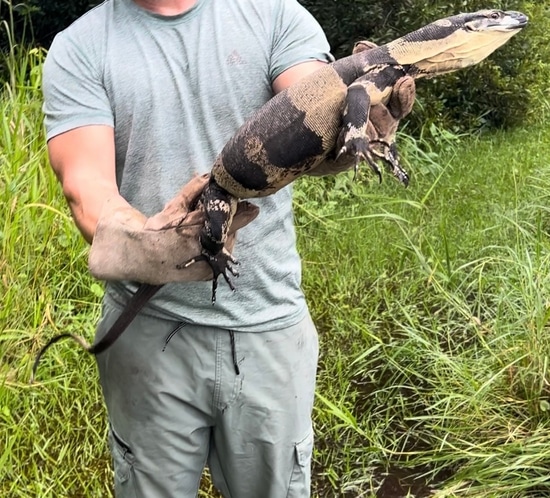 Bells Lace Other Monitor by Andrew’s WildFL