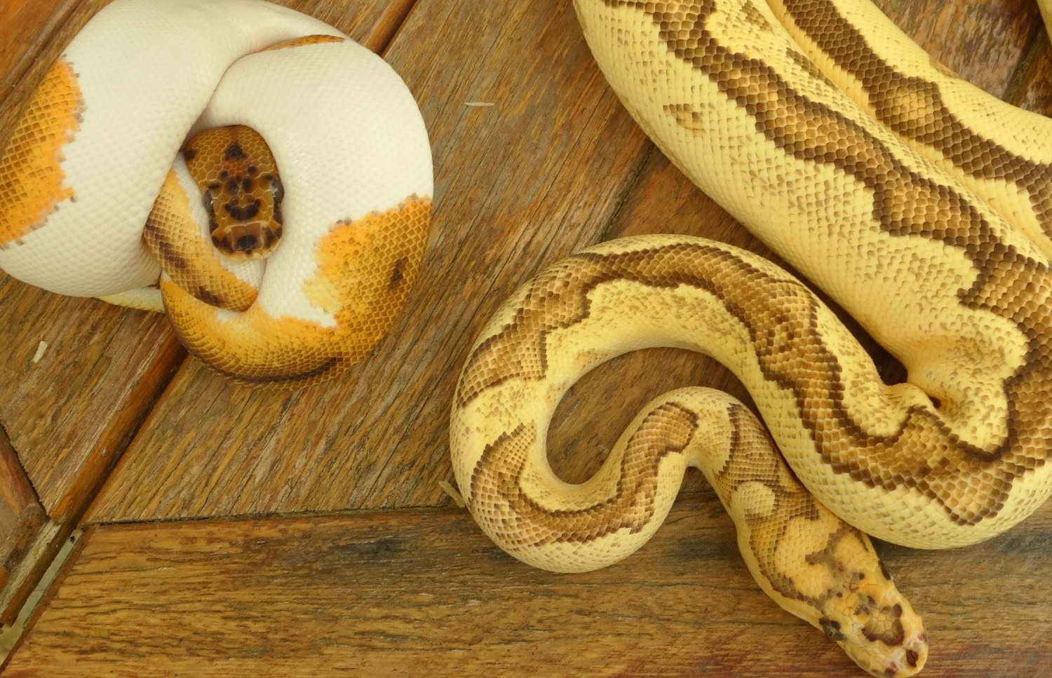 PAIR OD Clown Pied Male ODYB Fire Clown Female Ball Python by Woody's ...