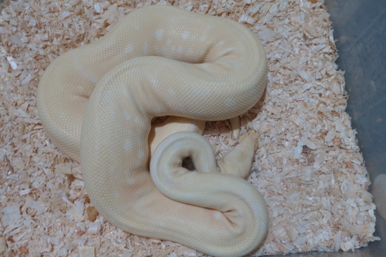 Super Pastel Albino Clown Ball Python by Woody's Reptiles