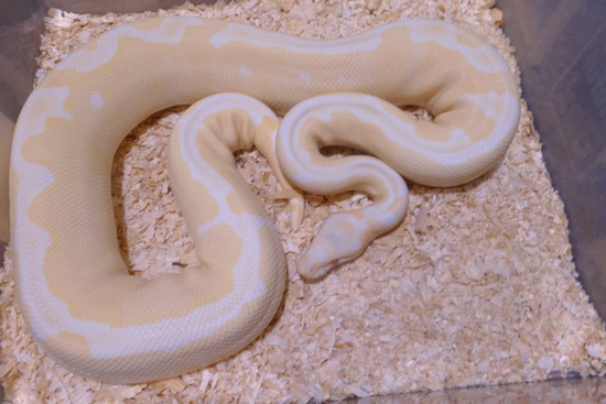 Albino Clown Ball Python by Woody's Reptiles
