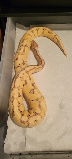 Banana Fire Yellow Belly Ball Python by ALOMpythons