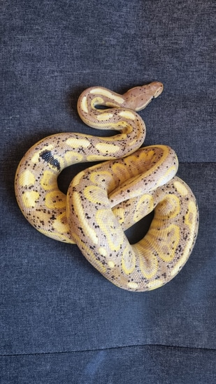 Banana Cinnamon Fire Paradox Ball Python by Nixyn Reptiles