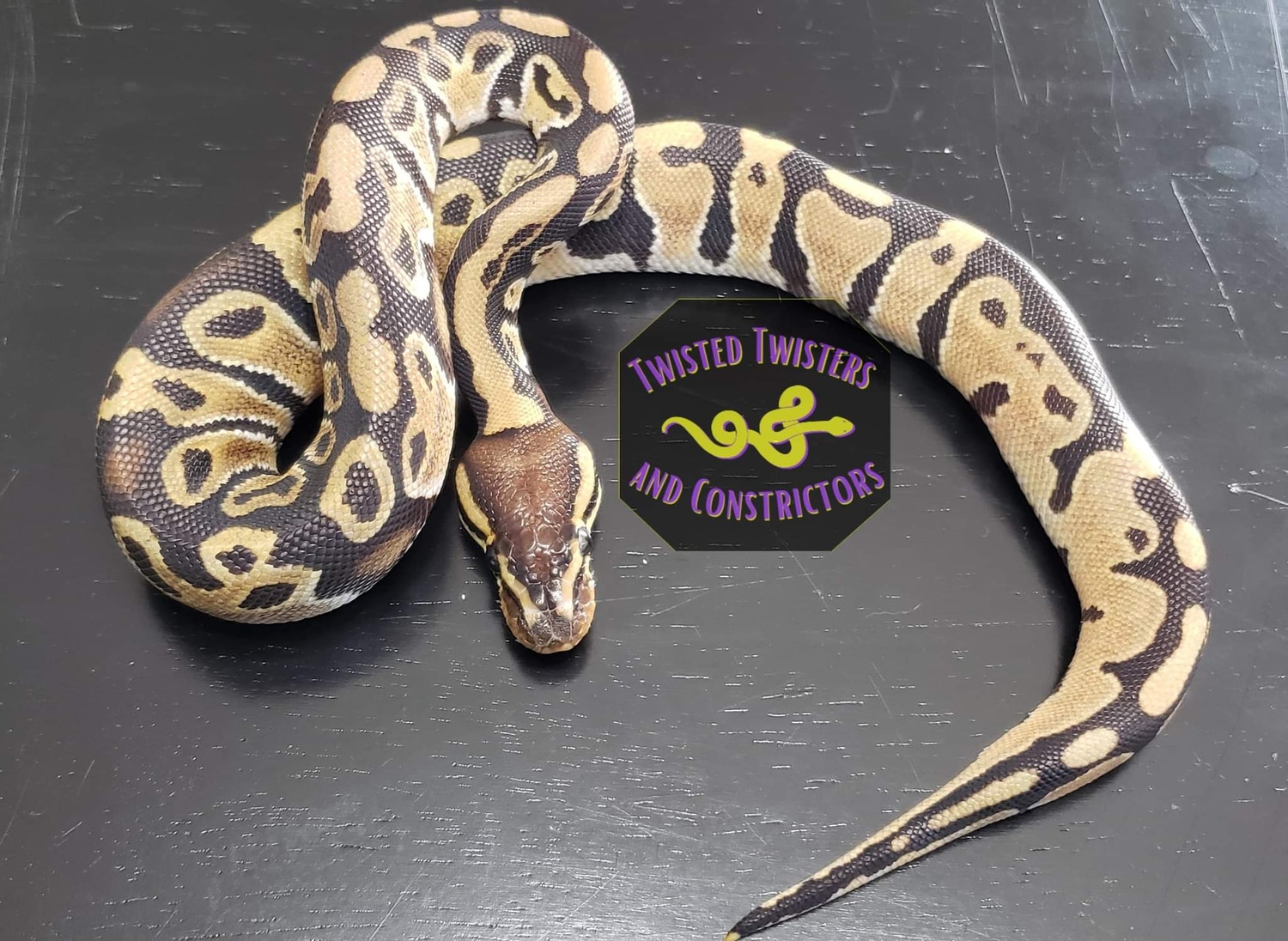 Vanilla Ball Python by Twisted Twisters and Constrictors - MorphMarket