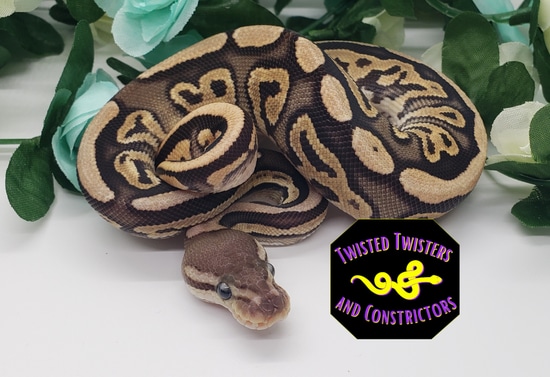 Fire Cinnamon Het Clown Ball Python by Twisted Twisters and Constrictors