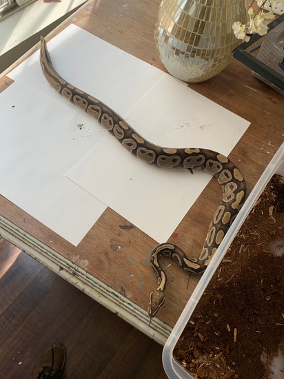 Normal Female Ball Python by McM Reptiles