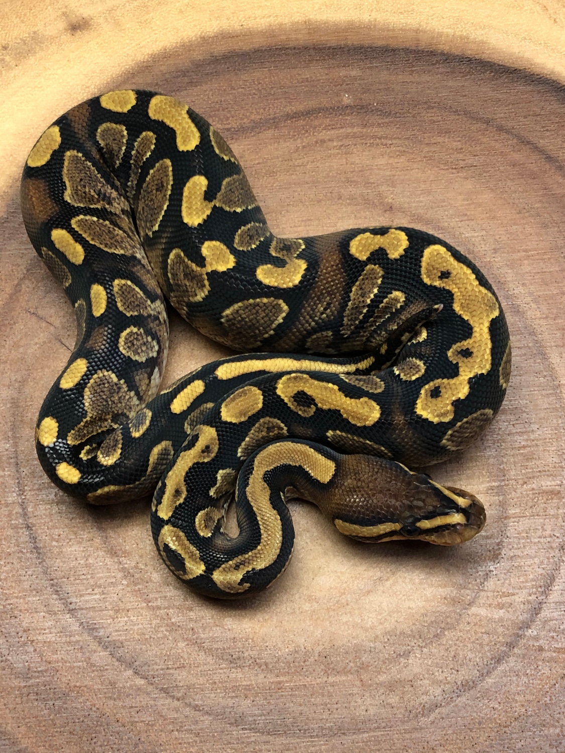 Cypress Calico Yellow Belly Ball Python by Red Clay Reptiles - MorphMarket