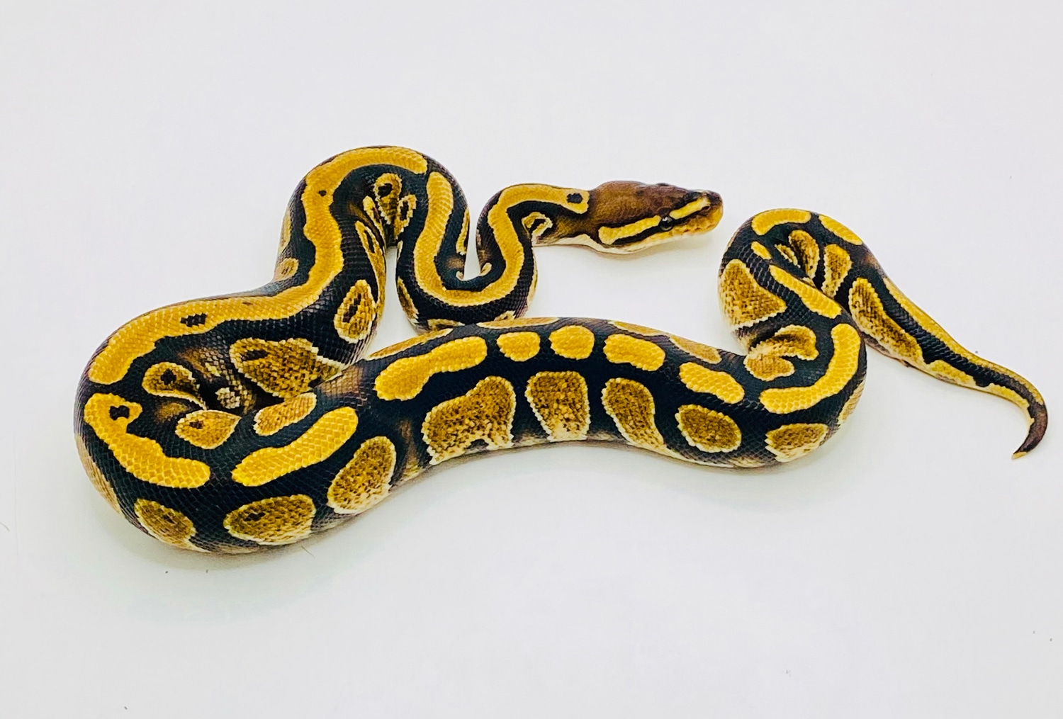Cypress Ball Python by Red Clay Reptiles - MorphMarket