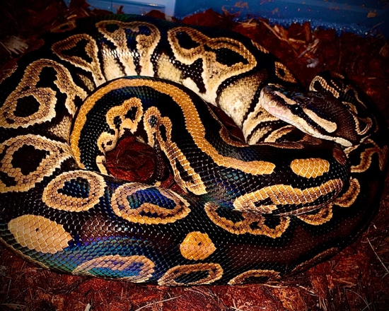 Black Pastel 100% Het Clown Male Ball Python by Red Rose County Royal ...