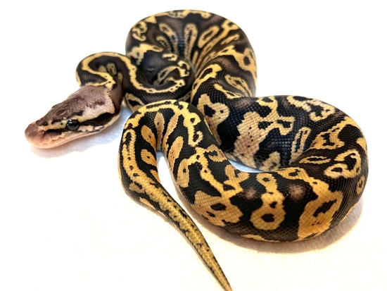 Acid / Static / Confusion / Super Pastel Ball Python by SO Daughters Snakes
