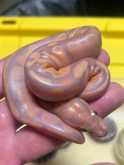 Female Maker Orange Dream Banana Coral Glow Asphalt Pos Specter Pos Het ...