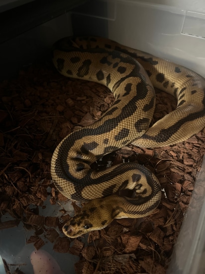 Batman Proven Male Ball Python by SO Daughters Snakes