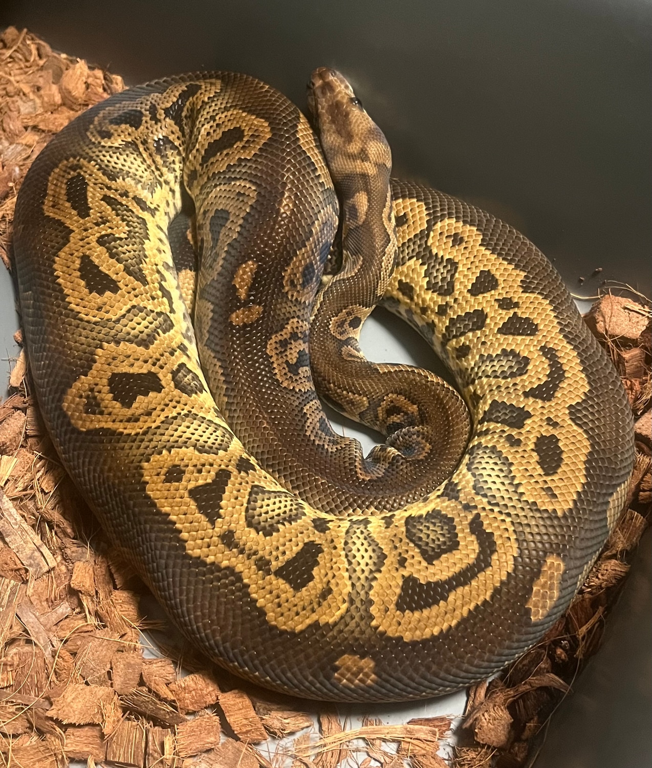 Acid Black Pastel Clown Ball Python by SO Daughters Snakes - MorphMarket