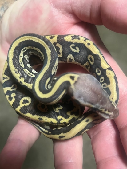 Acid Confusion DH Clown Axanthic Vpi Mojave Pastel Ball Python by SO ...