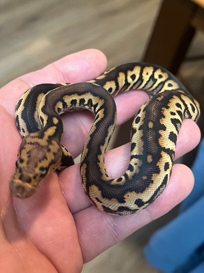 Clown Black Pastel Spotnose + Unknown Gene Ball Python by SO Daughters ...