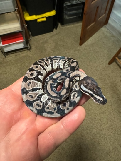 Axanthic Vpi DH Pied Clown Ball Python by SO Daughters Snakes
