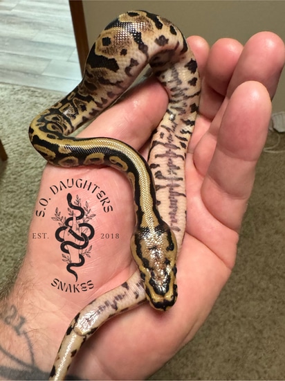 Acid Spotnose Het Clown Ball Python by SO Daughters Snakes