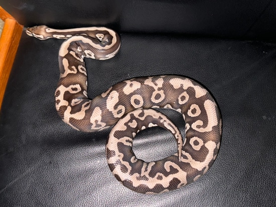 Acid Confusion Axanthic Vpi Mojave 100% Het Clown Ball Python by SO ...