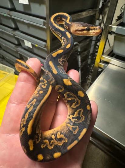 Wookie Black Pastel Leopard 50% Het Clown Ball Python by SO Daughters ...