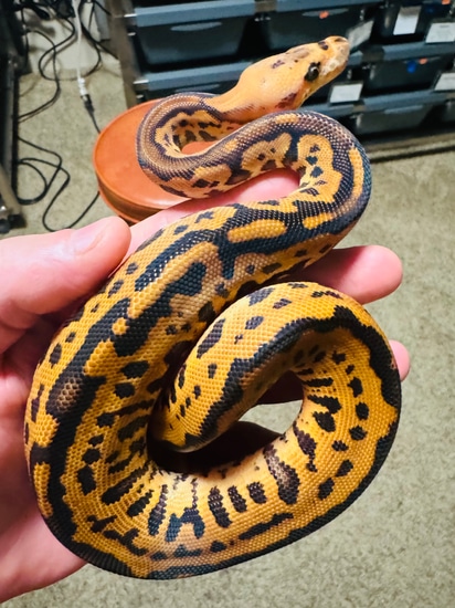Wookie Black Pastel Batman Ball Python by SO Daughters Snakes