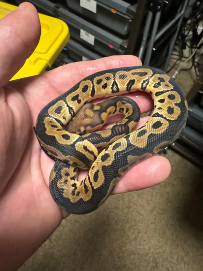 Fire Clown Het Axanthic VPI Ball Python by SO Daughters Snakes