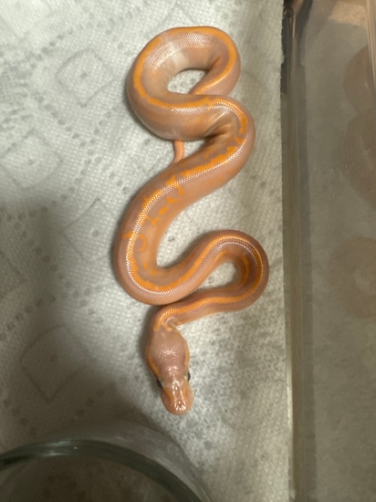 Wookie Banana Black Pastel Orange Dream Specter 50% Het Pied 50% Het ...