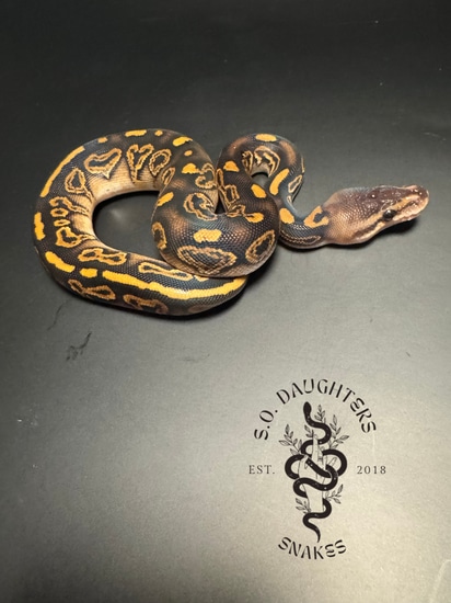 Raven Wookie Black Pastel 50% Het Clown Ball Python by SO Daughters Snakes