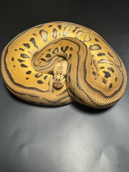 Batman Het Axanthic Vpi Pastel Ball Python by SO Daughters Snakes