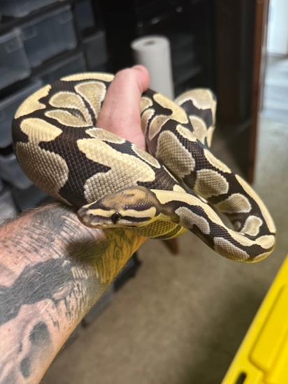 Desert Ghost 100% Het Pied 66% Het Axanthic (VPI) 66% Het Cryptic Ball ...