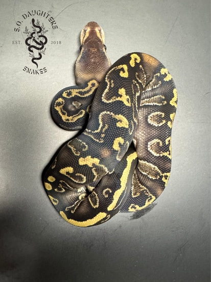 Wookie GHI BP Mojave Het Clown Ball Python by SO Daughters Snakes