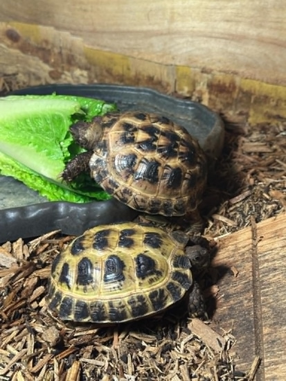 Russian Tortoise Bred In by Andy's Tortoises