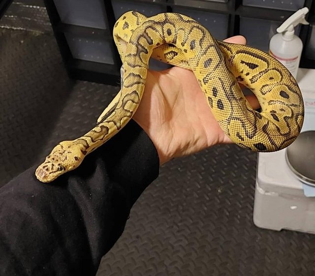 Hurricane Pastel Clown Ball Python by Hex reptiles - MorphMarket
