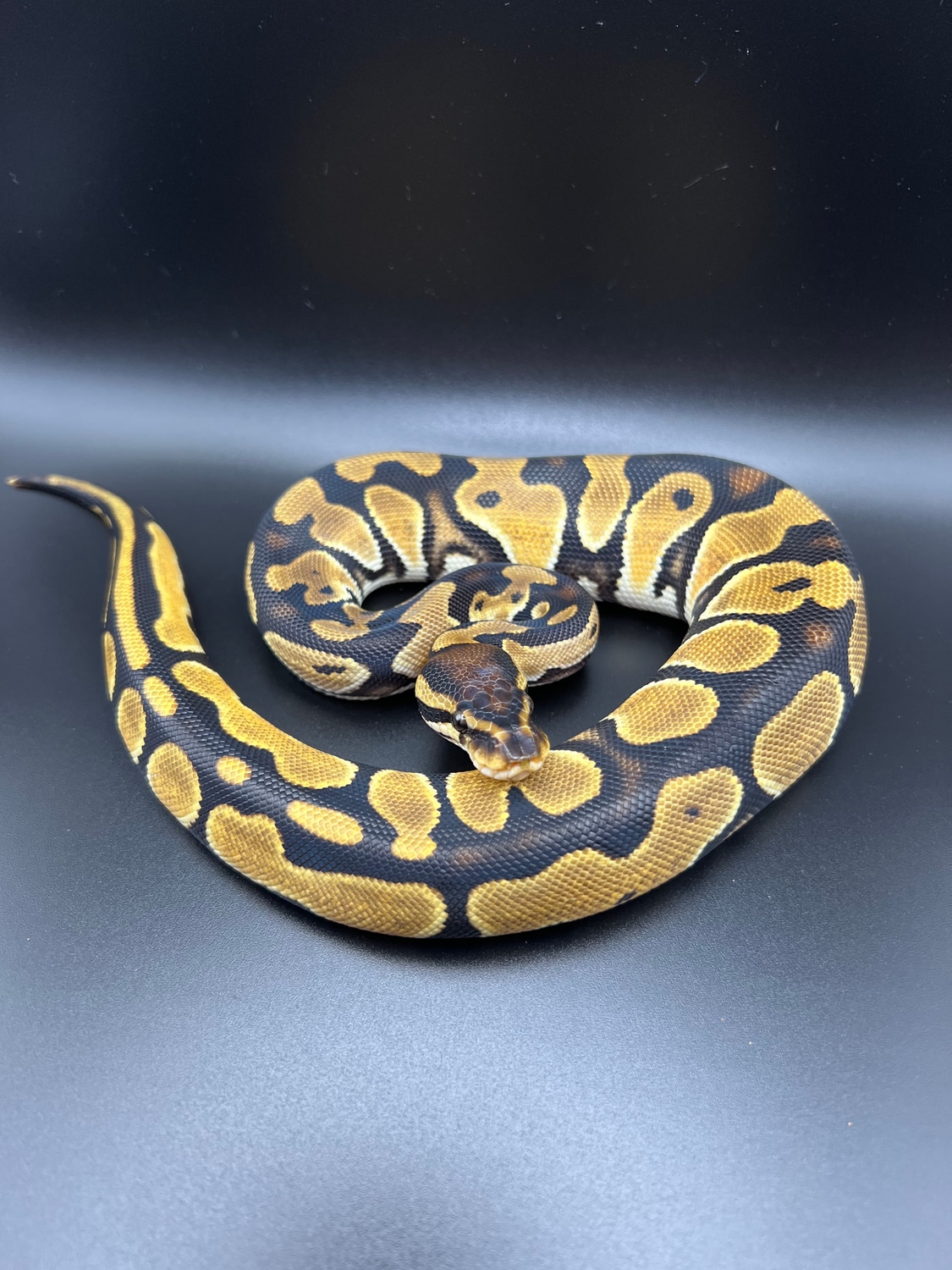 Orange Dream Ball Python by A.C.M.E Balls - MorphMarket