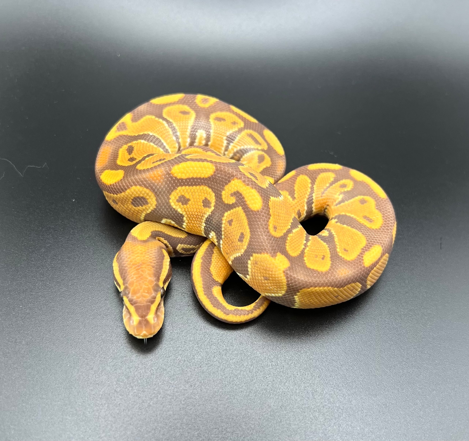 Ultramel 100% Het Pied Ball Python by A.C.M.E Balls - MorphMarket