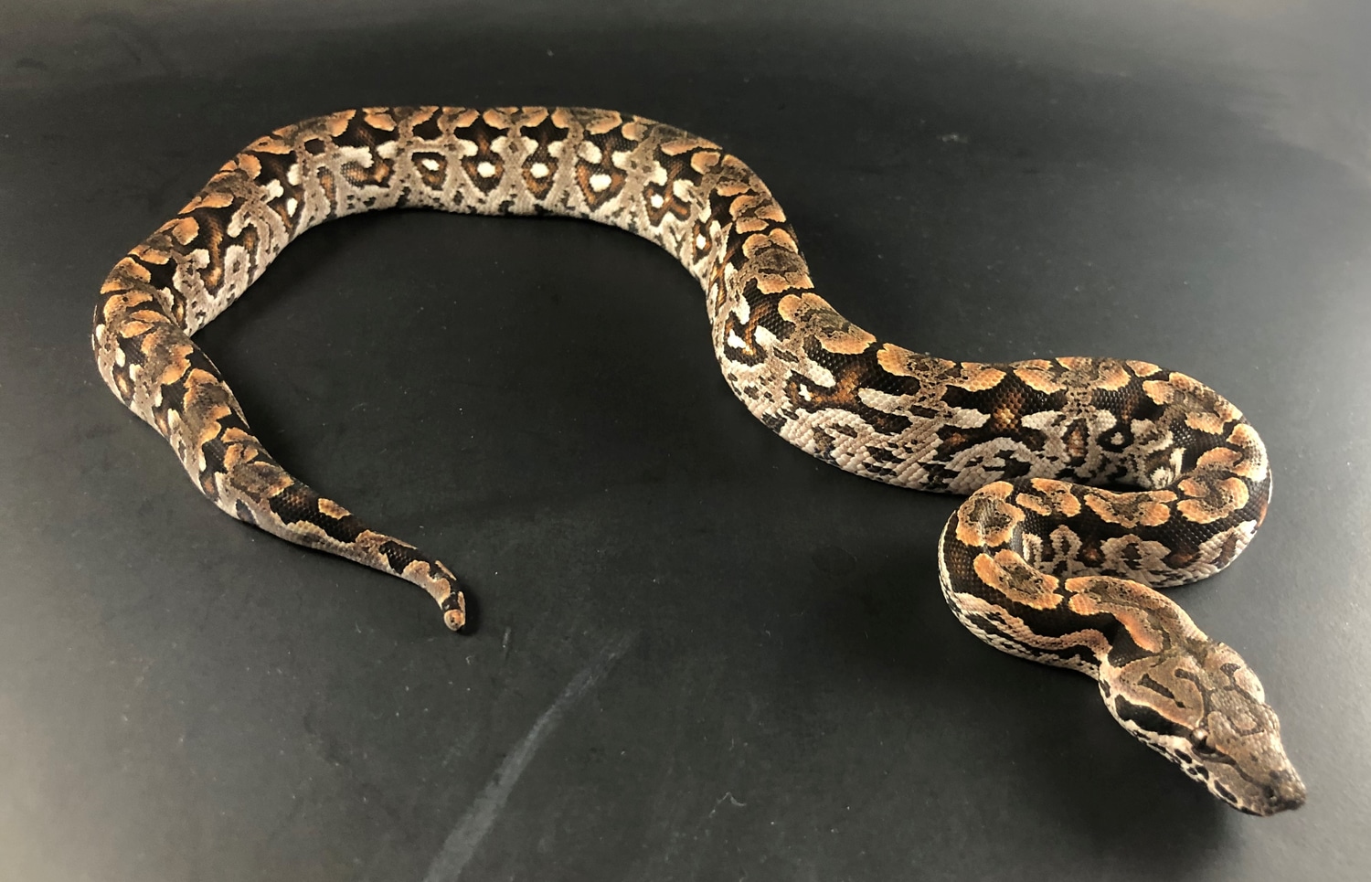 Dumerils Boa Dumeril's Boa by Snow City Serpents - MorphMarket