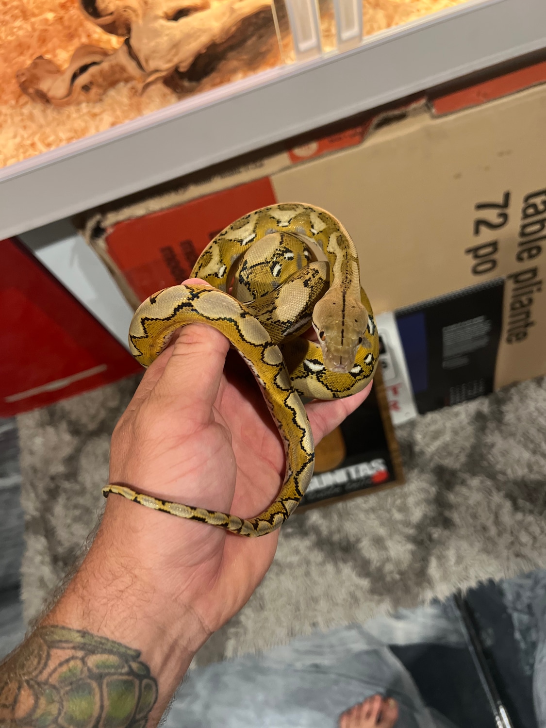 Platty Double Het Albino Titanium Reticulated Python by A&G ball ...