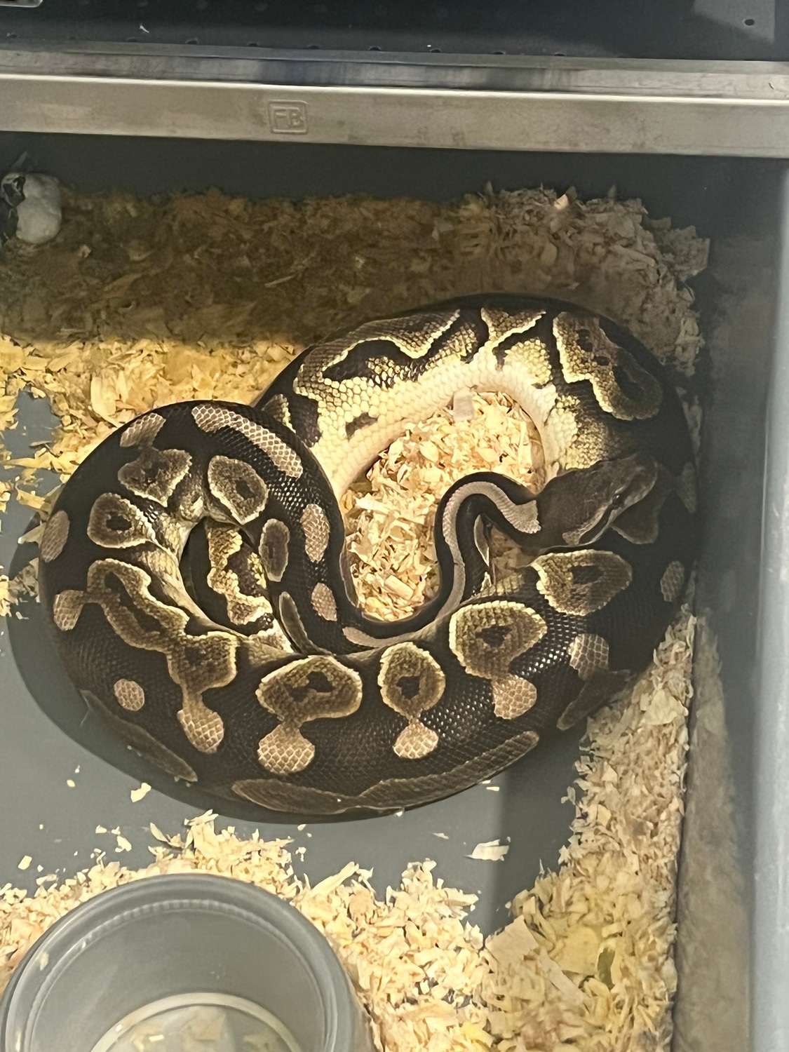 Cinnamon Rtb Ball Python by A&G ball pythons - MorphMarket
